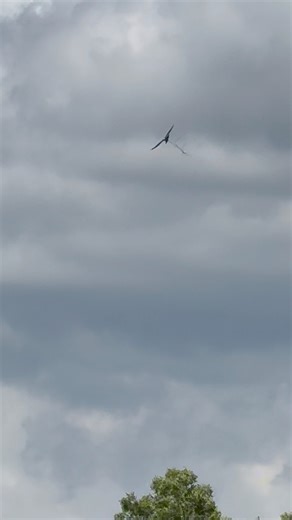 14K views · 610 reactions | Looked at what the Hawk was flying around with!!￼ #Hawks #family #farm #eddyfamilyfarm | Eddy Family Farm | Facebook