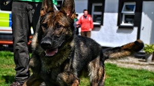 Police Scotland welcome six new adorable dogs to the force and Twitter is melting