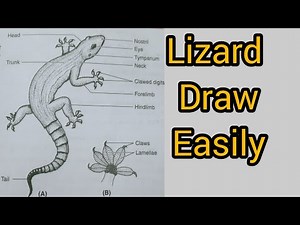 How to draw a Lizard 🦎easy drawing step by step for beginners #artartist1m