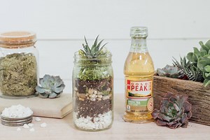44K views · 121 reactions | Cozy up any coffee table or shelf with a mason jar terrarium. They make great gifts, too. | Gold Peak Tea | Facebook