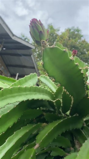 Behold this Canopy #dragonfruit #buds#farmlife