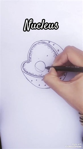 Structure of Nucleus with labeling