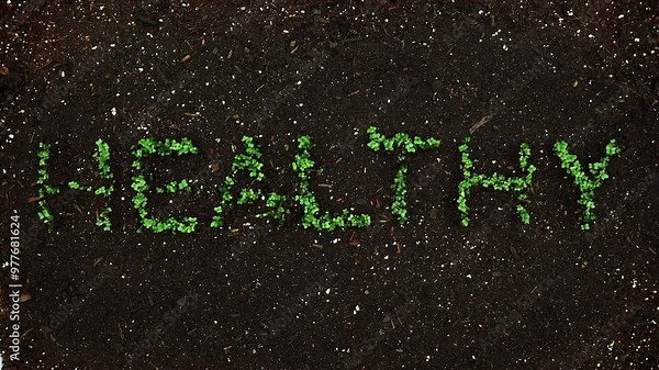 Super time lapse of Real living word HEALTHY emerging from the layer of soil as broccoli seeds sprouts and growing in it