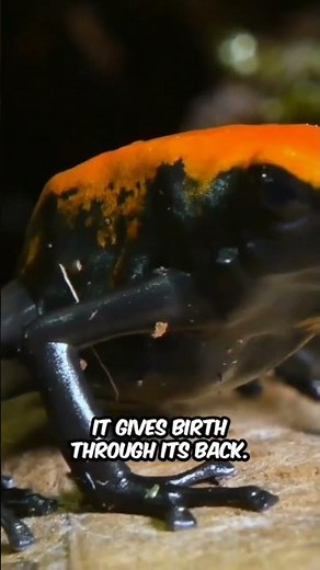 Types of Frogs You Didn't Know Existed! 🐸 #FrogFacts #WildlifeShorts