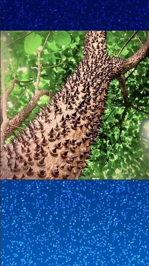 Dynamite Tree Shoots Seeds at 70 m/s! #funfacts #shorts #hura #DynamiteTree