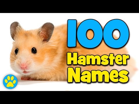 100 Hamster Name Ideas!