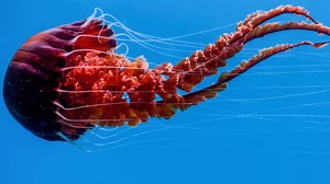 How do jellyfish sting?