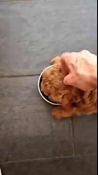 10 week old Cockapoo learning to wait for food.