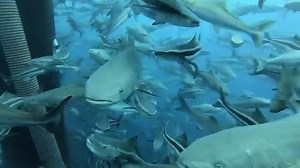 As the world pioneer of open sea aquaculture, Open Blue maintains a balance with the marine environment. See how our cobia swim in perfect sync with their natural habitat, far from all the crowded coastal waters and fragile ecosystems. #SustainableSeaFood #Cobia #OpenOcean #Aquaculture #Sustainability #BetterPlanet #OpenBlue | Open Blue Cobia | Facebook