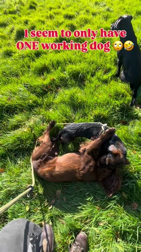 Labradors for the win !! 👌🤣 #workingdogs #workingcocker #workingcockerspanielsofinstagram #dachshund #wirehaireddachshund #teckel #workingteckel #pickingup #pickingupteam #gameshoot #pheasantseason #dogtrainingoxfordshire #positivedogtraining #havefunwithyourdog | Penthwell Dog Training