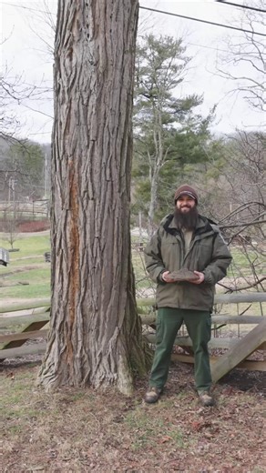 Tree identification in the winter can be challenging, but Ranger Thomas is here to help! Find out what clues to search for to identify a Black Locust. | Allegheny County Parks
