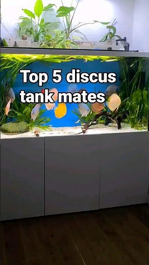 The Best Tank Mates for Discus Fish