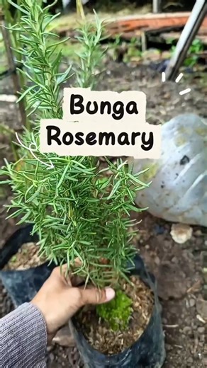 bunga rosemary punya banyak manfaat #gardening #budidayatanaman #rosemary #petanimilenial #berkebun
