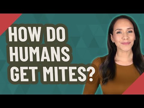 How do humans get mites?