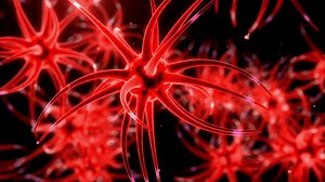 Red Neurons With Electric Impulses Real Neuron Synapse Network And Cell Video MP4 Template Free Download - Pikbest
