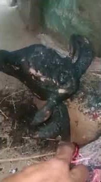 Naturally sheep head & trotters cleaning, ಹಳ್ಳಿ ಸ್ಟೈಲ್ ಕುರಿ ತಲೆ ಕಾಲು ಕ್ಲೀನಿಂಗ್#shortsviral