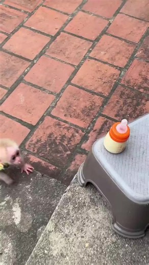 Caring for Your Monkey Pet: Essential Tips and Insights