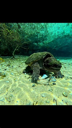 Good Morning Everyone!! Blue Crab is what's for Breakfast for this Florida/Common Snapping Turtle!! 😁💙✌️💦 #GoodMorningEveryone #goodmorning #haveagreatday #enjoy #Amazing #florida #nature #Awesome #underwaterworld #beautifulcreatures #love #underwaterphotography #turtles #breakfast #breakfasttime #enjoyyourday #AdventureAwaits #explore #Fabulous #floridalife #UnderwaterExploration #enjoyeverymoment #Everyone | Chrissy Simmons Florida Nature