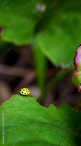 Red and yellow ladybug (Coccinellidae) walk on the edge of green leaf in spring.