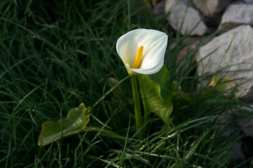 Come coltivare la calla: consigli, tecniche e cure necessarie