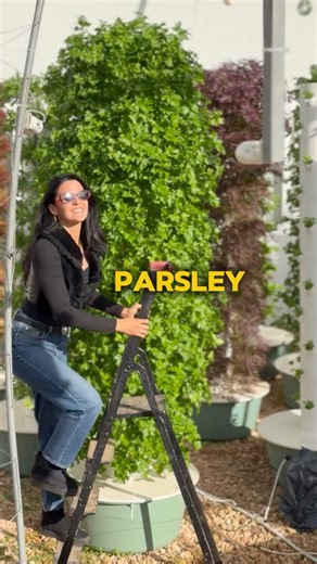 Vertical farming 52 bunches of parsley on one aeroponic tower #parsley #herbs #farming