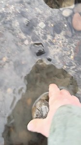 137K views · 945 reactions | Charmouth Fossils on Reels | Facebook