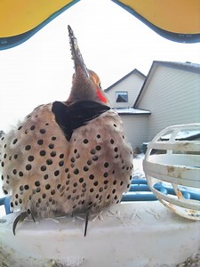 2.3K views · 116 reactions | Northern flickers are something else! 朗 Not only are these gentle giants one of the few strongly migratory North American woodpeckers, they are more often spotted on the ground, rather than clinging to a tree trunk. Talk about being down-to-earth! | Birdbuddy | Facebook