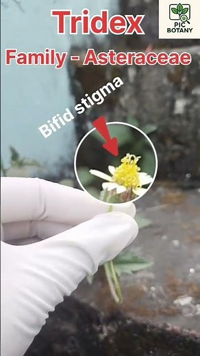 Plant identification | Tridex | Asteraceae