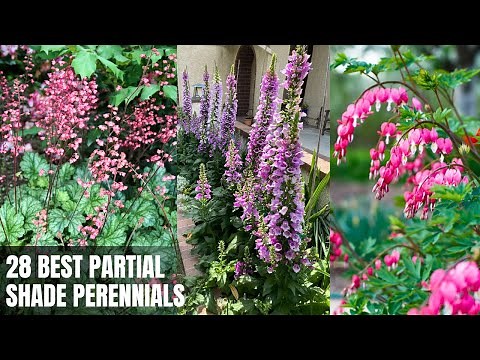 28 Best Partial Shade Perennials