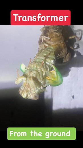 Locust transformation, Time-lapse #reels #timelapse #locust #lancevick | Lance Vick Outdoors