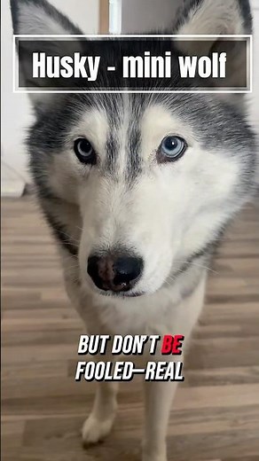 Why do Huskies Look Like Wolves – The Truth About Your Mini Wolf