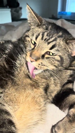 Midas washing himself #catshorts #petshorts #cutecat #funnycats #catlife