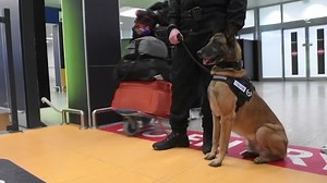 "Instead of identifying drugs or explosives, it identifies the person with coronavirus molecules." Sniffer dogs in Italy are being trained to identify people with Covid-19, even if they're asymptomatic. | Bloomberg Originals