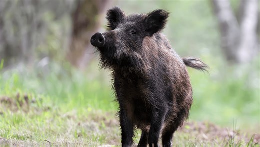 After The Fukushima Disaster, Pig-Boar Hybrids Boomed And Busted In An "Unusually Large Hybridization Event"