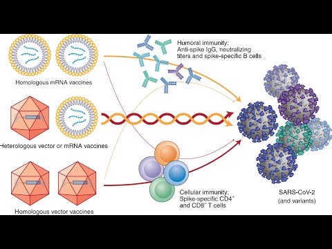 mRNA Vaccines and Viral Vector Vaccines types of Vaccines; modern vaccine technologies
