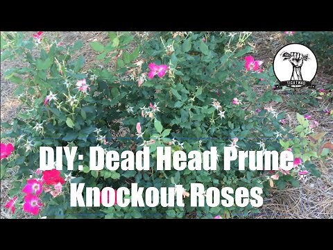 DIY: How to Prune or Dead Head Knockout Roses