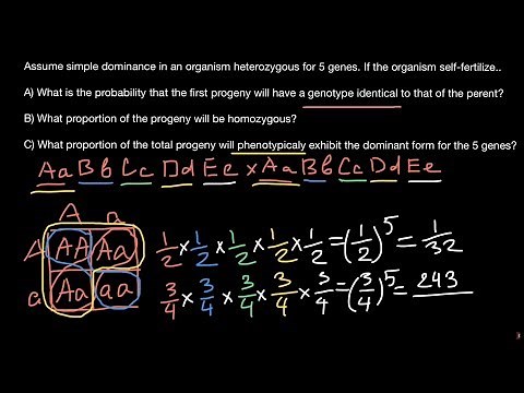 How to calculate probabilities of genotypes and phenotypes