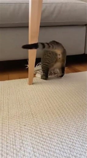 Cat Misses Every Time 😹| Babybee