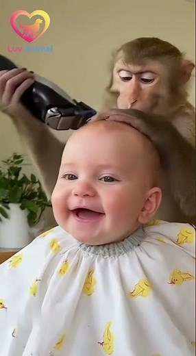 Adorable Moment: Monkey Becomes Baby’s Barber