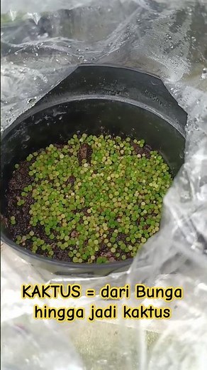 SIKLUS KAKTUS: dari Bunga hingga menjadi Tanaman Kaktus #aridzona #kaktus #cactus #plants #sukulen