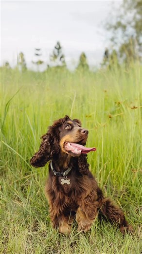 Critter Creek Cockers on Instagram: "Our beautiful Hazel 💓 A chocolate & tan English Cocker Spaniel 🤎 Living her best life! Super loved & cherished 🙌🏻🐾 #englishcockerspaniel #cocker #puppy #cockerspanielpuppy #cockerpuppy #cockerspaniel #cockerspanielofinsta #cockerspanielworld #cockerspaniels #cockerspaniellove #cockerspanielcuties #cockerspaniellovers #cockerspanielmoments #cockerpuppy #cockerdream #cockerlove #cockerlovers"