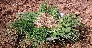 2021 Considerations: Optimizing Onions