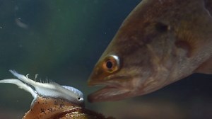 1.2M views · 8.2K reactions | Come closer.... a little...