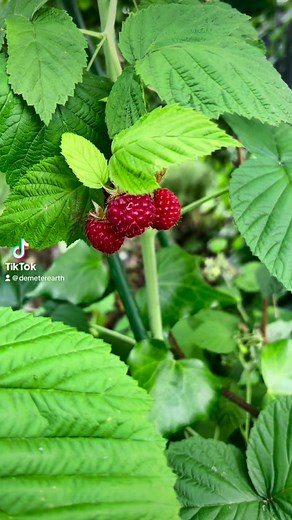 How to harvest canby red raspberries #raspberryharvest #gardentotable #easiestharvestever #backyardharvest #feedthesoilharvestthefuture | Demeter Earth