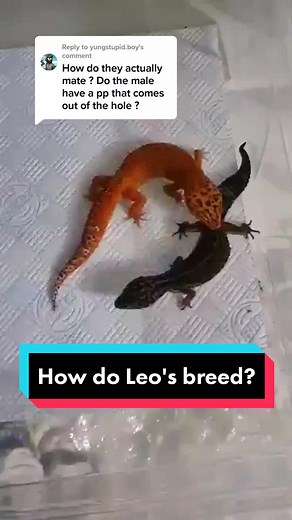 Understanding Leopard Geckos Breeding Process