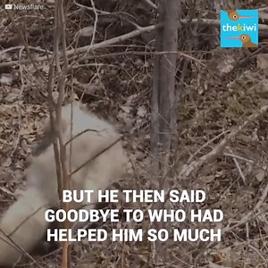 49K views · 2.2K reactions | A silver fox was completely lost and...