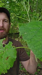 14K views · 442 reactions | Foraging and cooking burdock root  #foryou #foryoupage #foraging #wildfood #wildernessliving #survival #selfreliance #outdoorcooking #burdockroot | Survival Life | Facebook