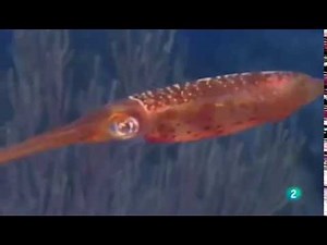 Buceando Con Alienigenas (Pulpos) - Documental / National Geographic