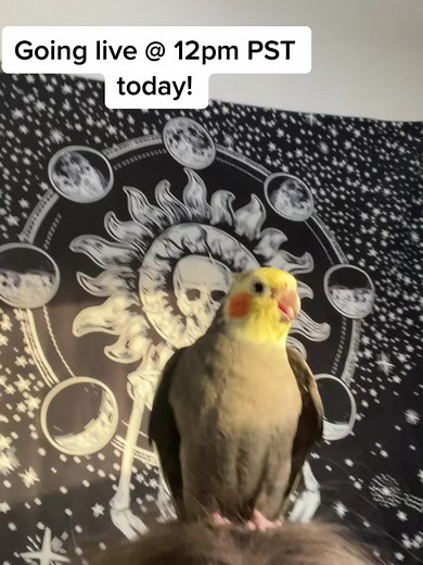 Groot loves to sing the cookie song, and hoping he’ll want to sing it today when we go live at 12pm (pacific)….hope to see y’all there! #foryou #grootthetiel #cookiesong #petvideos #parrot #funny #singing #cockatiel