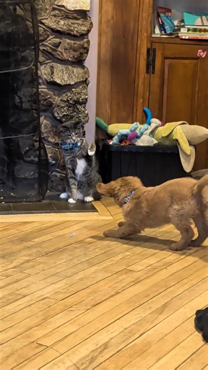 I need to pay Toastie (the cat) as an employee for helping to desensitize the puppies to cats! It takes a bold kitty to teach the babies how to play politely! | Fiddle Leaf Farm Goldens